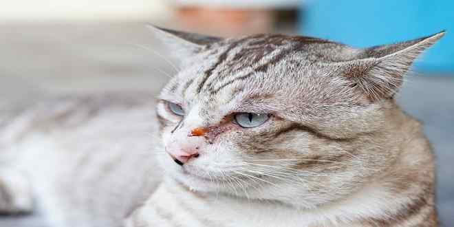 Kedi Gözü Sümükleri Nasıl Temizlenir ?(Kedi Gözü Akıntısı) – Metin KOCA